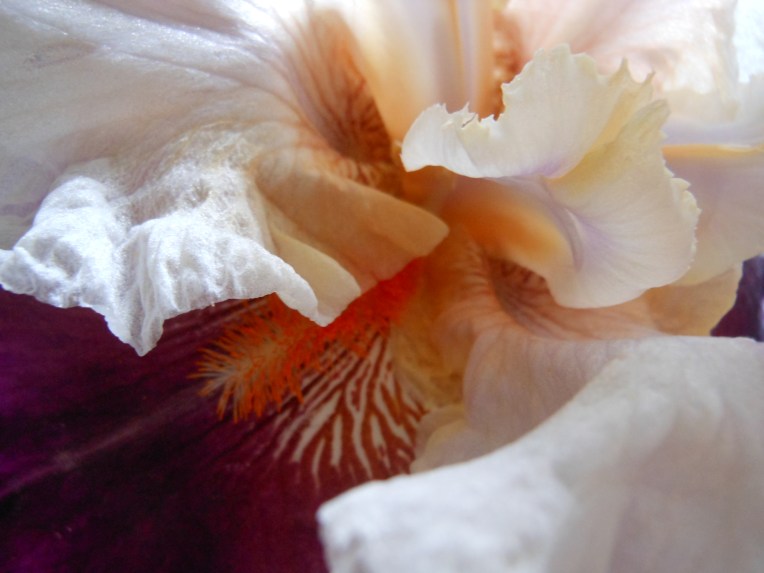 How to Make Coffee Filter Flowers – Allison Marie