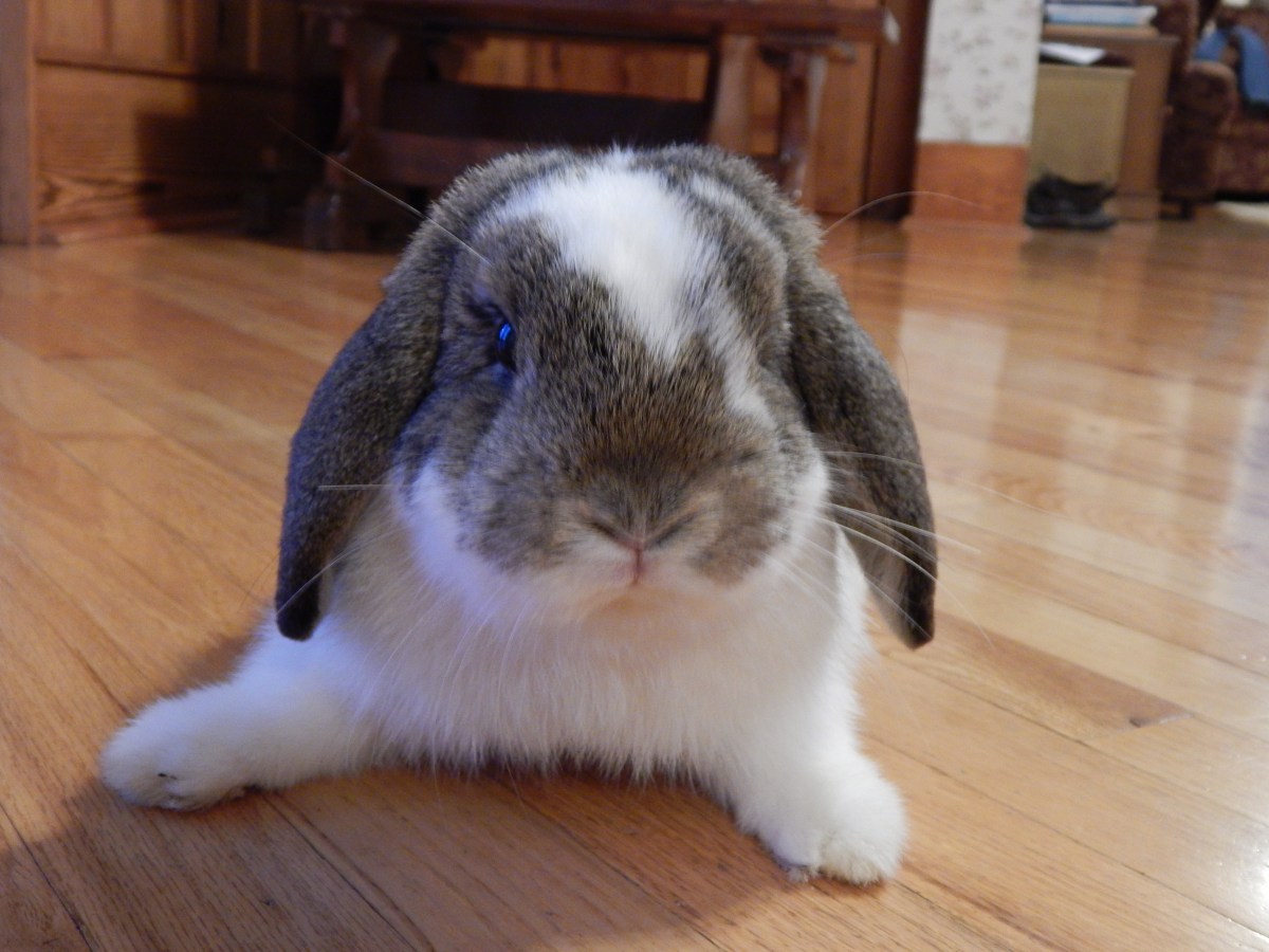 Meet Yoshi the Rabbit! – Allison Marie