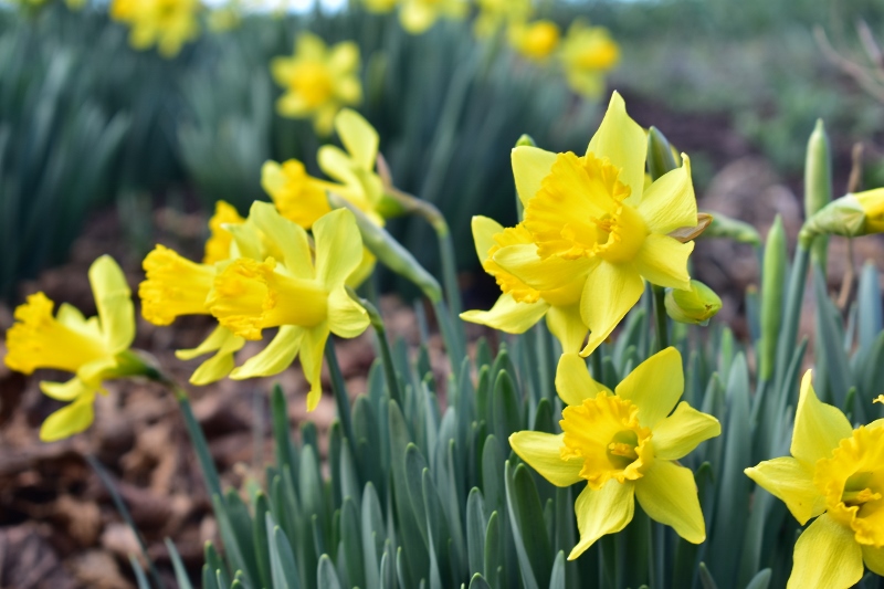 Signs of Spring – Allison Marie