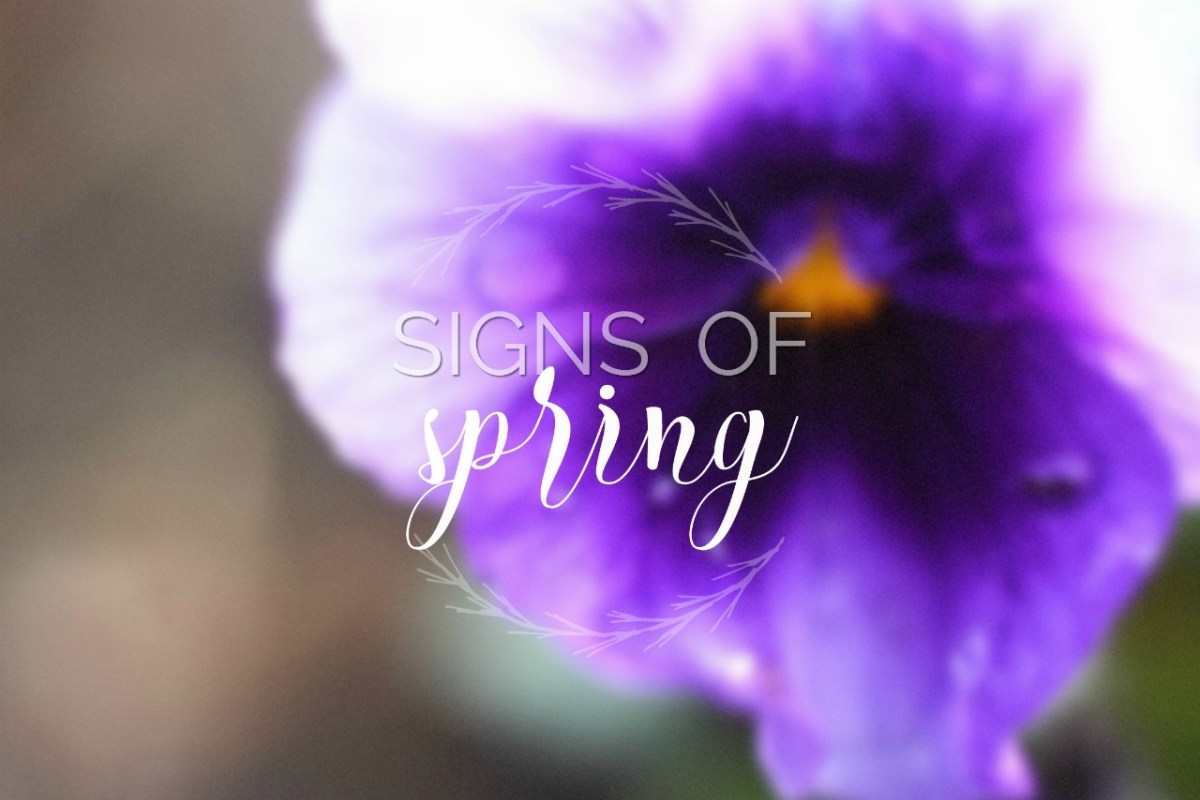 Signs of Spring {2019} – Allison Marie