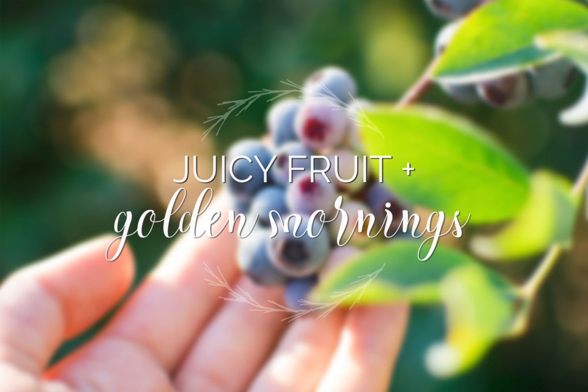 Juicy Fruit + Golden Mornings – Allison Marie