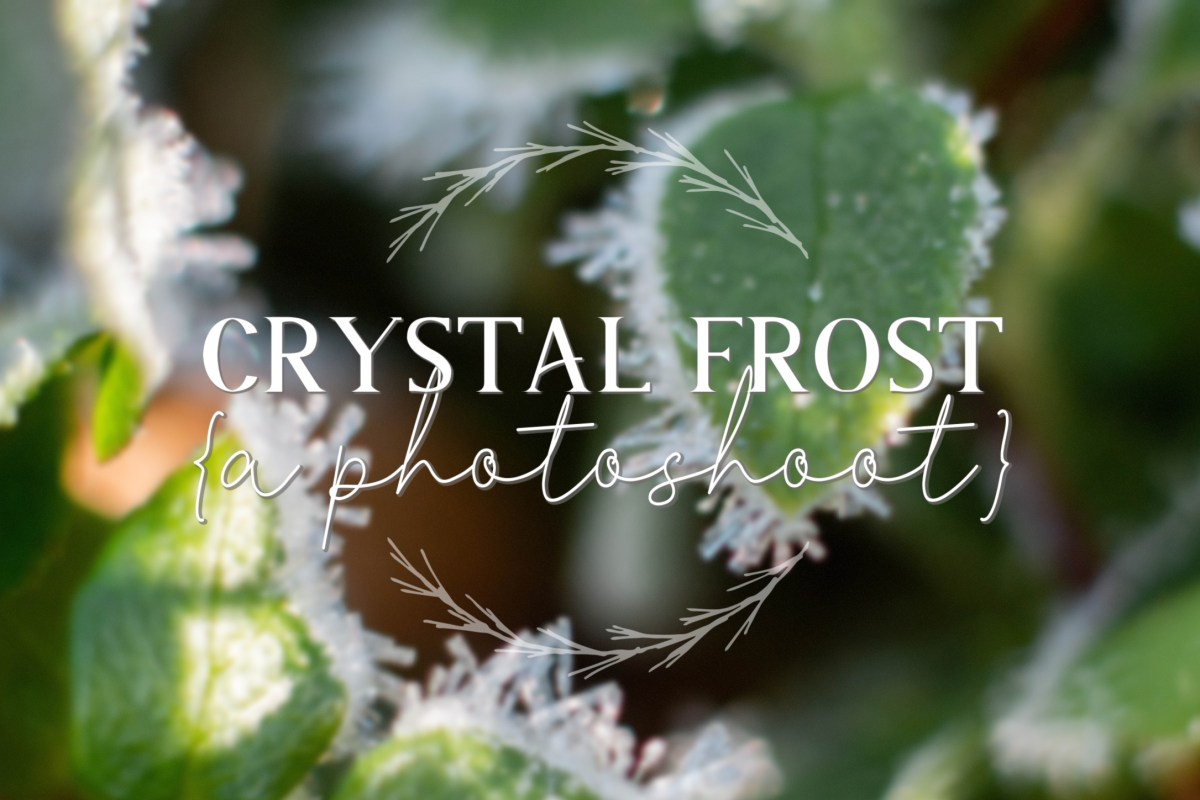 Crystal Frost {a Photoshoot} – Allison Marie